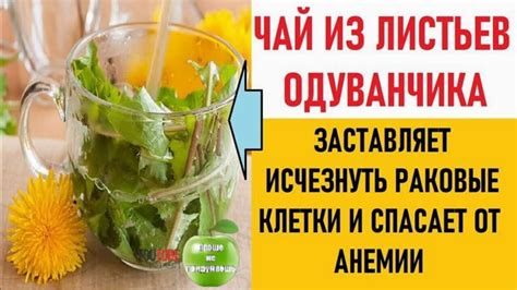 Чай из листьев одуванчика. Полезные свойства чая, спасает при борьбе с ...