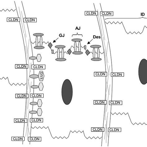 Junction Protein Definition At Virginia Corns Blog