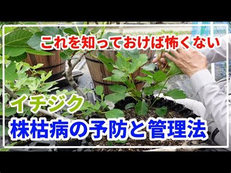 イチジク株枯病とは侵入経路から防除方法まで詳しく解説 YouTube