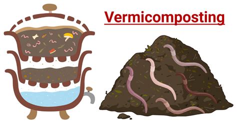 Vermicomposting Methods Process Mechanisms Uses
