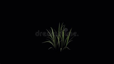 Grass Blowing In The Wind Wind Blows The Lawn Animated Meadow Alpha