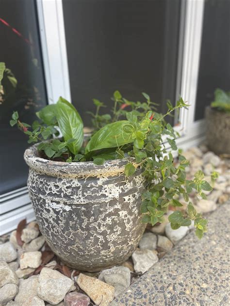 Palm Cove Residence Benchmark Landscape Group