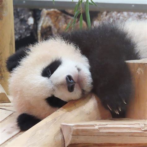 PANDA KENJI on Instagram 可愛い 天使の寝顔 おやすみ 彩浜 もふもふ 素敵