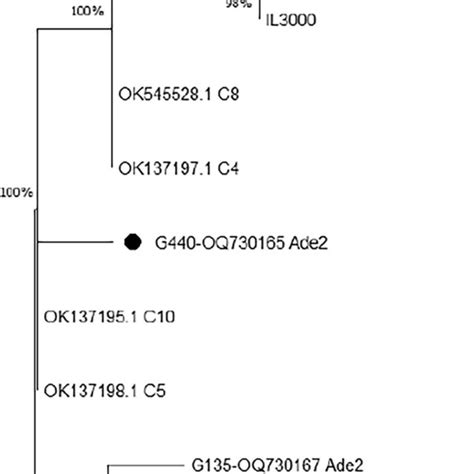 Maximum Likelihood Phylogenetic Tree Showing Relatedness Of T