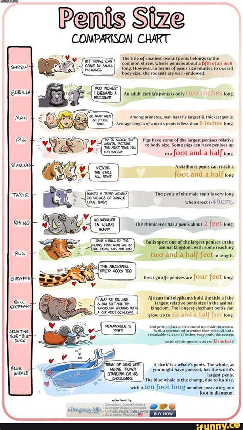 Penis Size Comparison Chart The Title Of Smallest Overall Penis Belongs