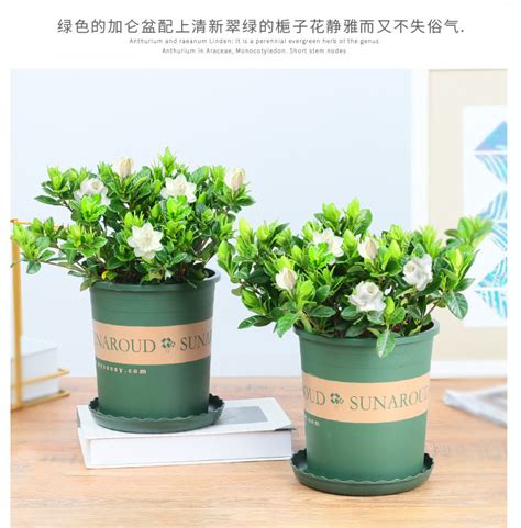 栀子花盆栽室内桌面盆栽绿植花苗大叶栀子花独杆栀子花好养植物 阿里巴巴