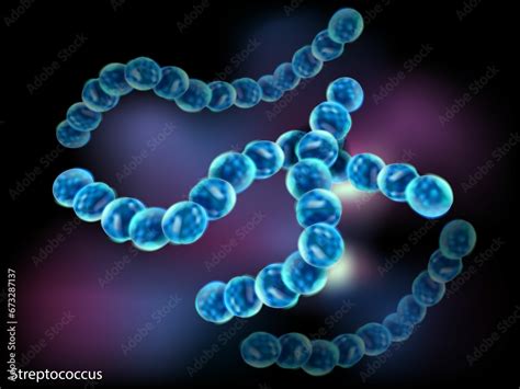 Vector Illustration Of The Streptococcus Gram Positive Coccus Or