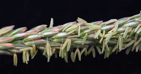 New Discovery About How Plants Make Sex Cells For Reproduction