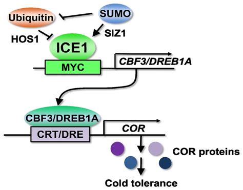 The Cold Signaling Pathway Which Involves Ice1 And Cbf3 Dreb1a Ice1