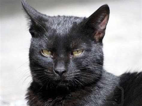 Tomassino el gato que se volvió millonario con la muerte de su dueña