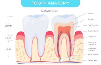 Anatomy Of A Tooth Missouri City TX General Restorative Dentistry