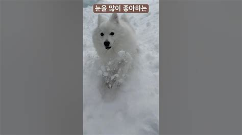눈오는날 스피츠 폭설 눈오는날 스피츠 첫눈처럼 너에게 가겠다 Youtube