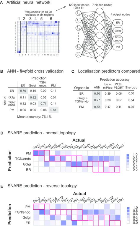 An Artificial Neural Network Classifier Of Subcellular Location Based