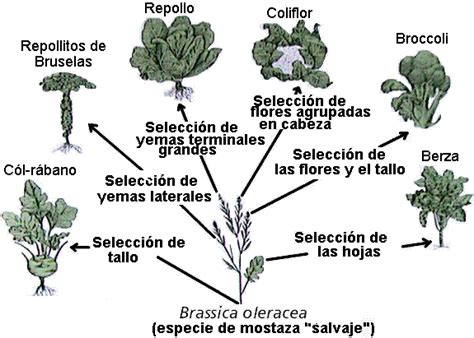 Selección Natural Tipos de seleccion natural