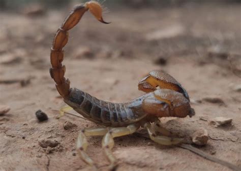 Recomendaciones Para Evitar Alacranes En Tu Casa Facilmente