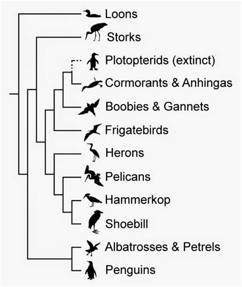 Evolutionary History Galápagos Penguin