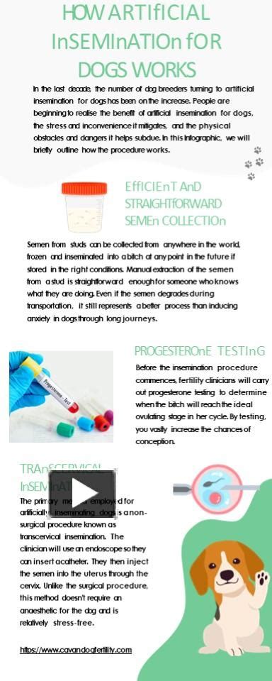Ppt How Artificial Insemination For Dogs Works Powerpoint