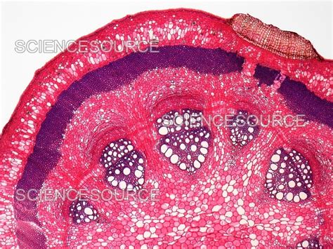Dicot Stem Lm Stock Image Science Source Images