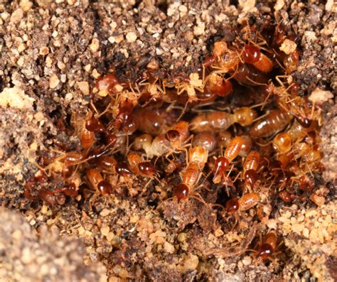 Subterranean Termites Drive Bye Pest Exterminators