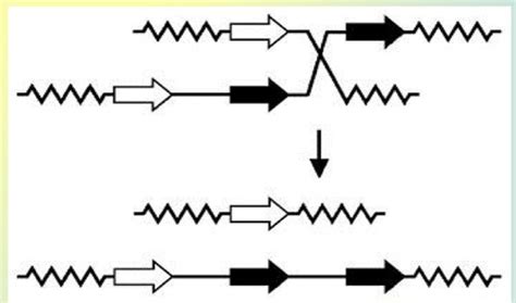 Cv 04 Flashcards Quizlet