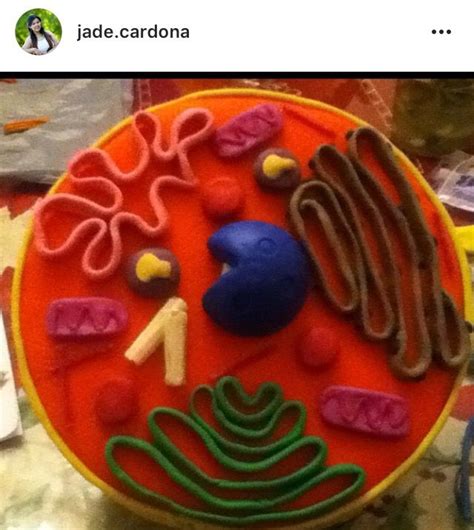 Animal Cell Project Model