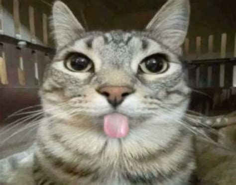 Pin By Meme Soup On Funny Cats 😹 Cat Pics Silly Cats Pictures Funny Cat Pictures