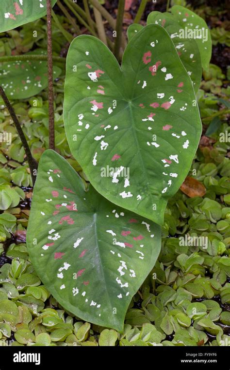 Elephant Ear Caladium Bicolor Native To The Amazon Region Stock Photo Alamy