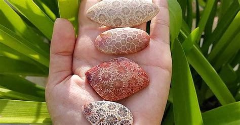 Fossilized Coral Imgur