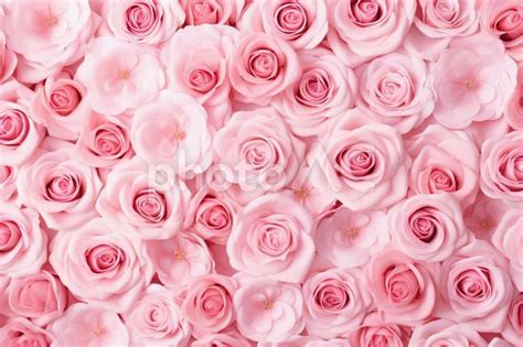 ピンクの薔薇 No 27318503｜写真素材なら「写真ac」無料（フリー）ダウンロードok