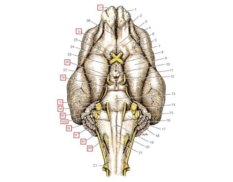 Nerves To Foramen From Brain Quiz