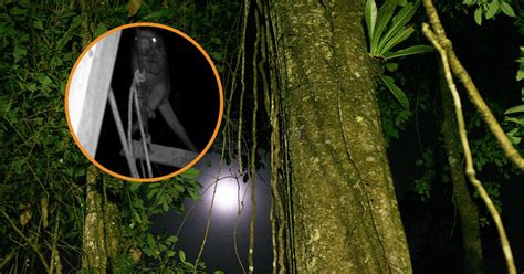 Captan En Video A Misterioso “duende” De La Selva Usando Un Puente En Lo Alto De La Amazonía