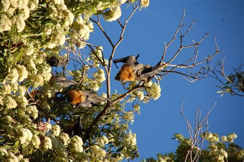 23 Bats In Sydney Botanical Garden Ideas You Should Look Sharonsable