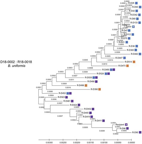 Strainphlan Analysis For B Uniformis Fmt Donor 18 0002 And Recipient Download Scientific