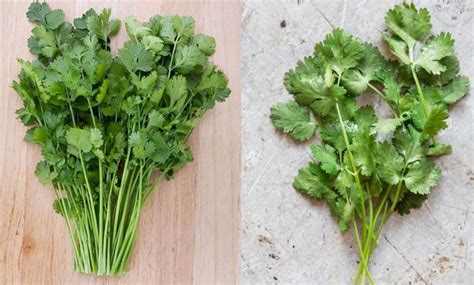 Can Chickens Eat Cilantro Nutrition Pros And Cons And Feeding Tips
