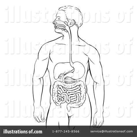 Drawing Human Digestive System Diagram Class Draw A Diagram Of Hot Sex
