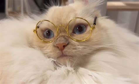 あ見えたみたいな顔になるwメガネ姿の猫さんが話題 海外のマダムケントデリカット美人秘書みたいまいどなニュース