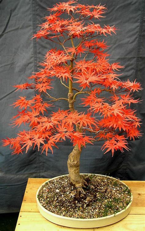 Bonsai Spring Seigen Maple Acer Palmatum Bonsai Tree Maple Bonsai Bonsai Plants