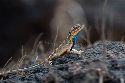 Sarada Superba The Large Fan Throated Lizard Gives A Superb Display