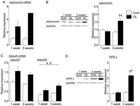 A Adiponectin Mrna B Adiponectin Protein C Adiponectin Receptor 1 Download Scientific