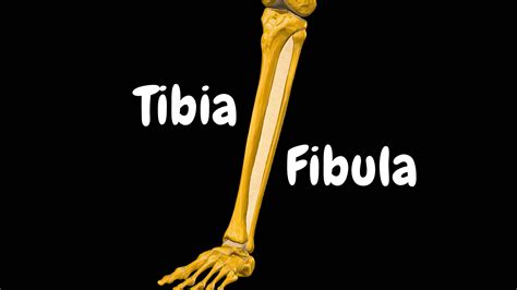 Skeletal System Taimtalksmed Medicine Lectures Notes And Illustrations
