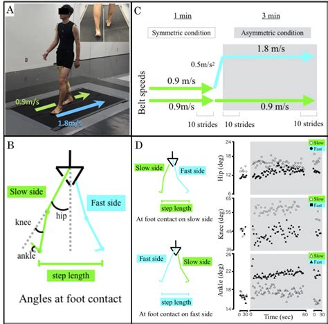 which joints contribute to gait adaptations to split belt treadmill walking ispgr