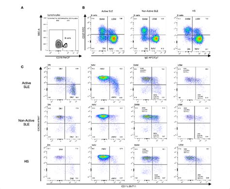 Analysis Strategy To Identify Cxcr5 And Cd11c B Cell Subpopulations