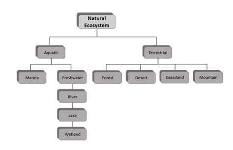 Human Classification Of Ecosystem The Ecosystems Are Classified Into