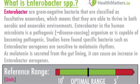 What Is Enterobacter Spp High And Low Values Lab Results Explained