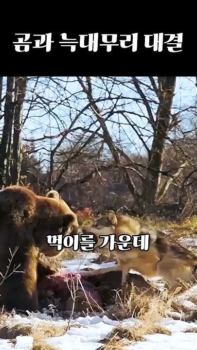 곰과 늑대무리 대결 Youtube