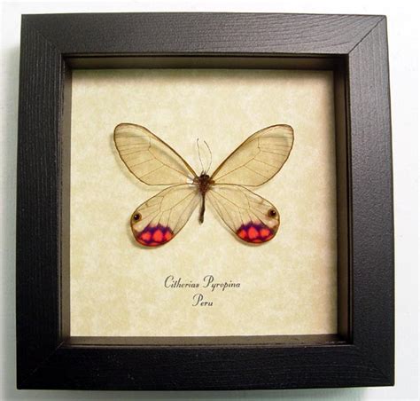 Pink Butterflies Insects Butterfly Designs Real Framed Butterflies