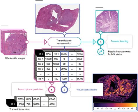 Predicting Molecular Tumor Biomarkers From Hande A Review Of The State