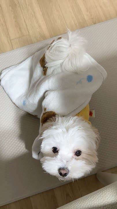 담요드레스 입은 강아디 Youtube