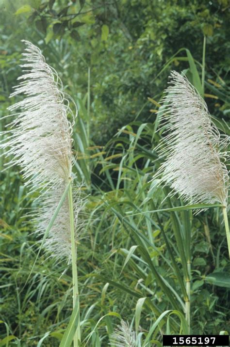 Pampas Or Jubata Grass Marion Swcd