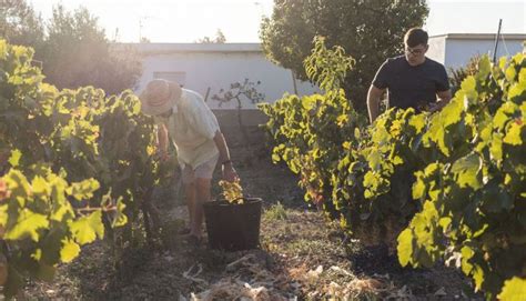 Fundación Savia Noticias SAVIA RURAL LA VENDIMIA Y EL VIVIR MORIR